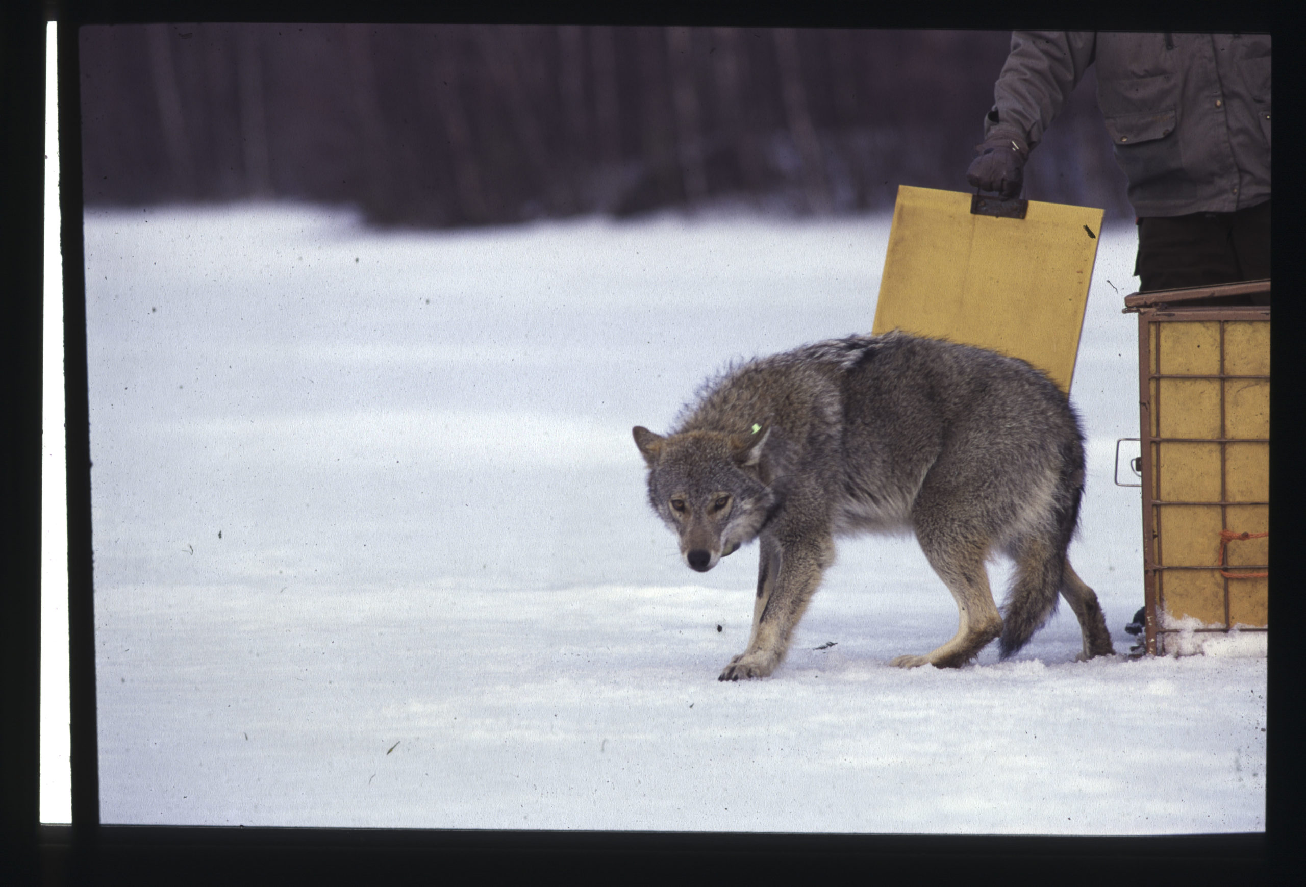 Wolfman – Films – Visions du Réel