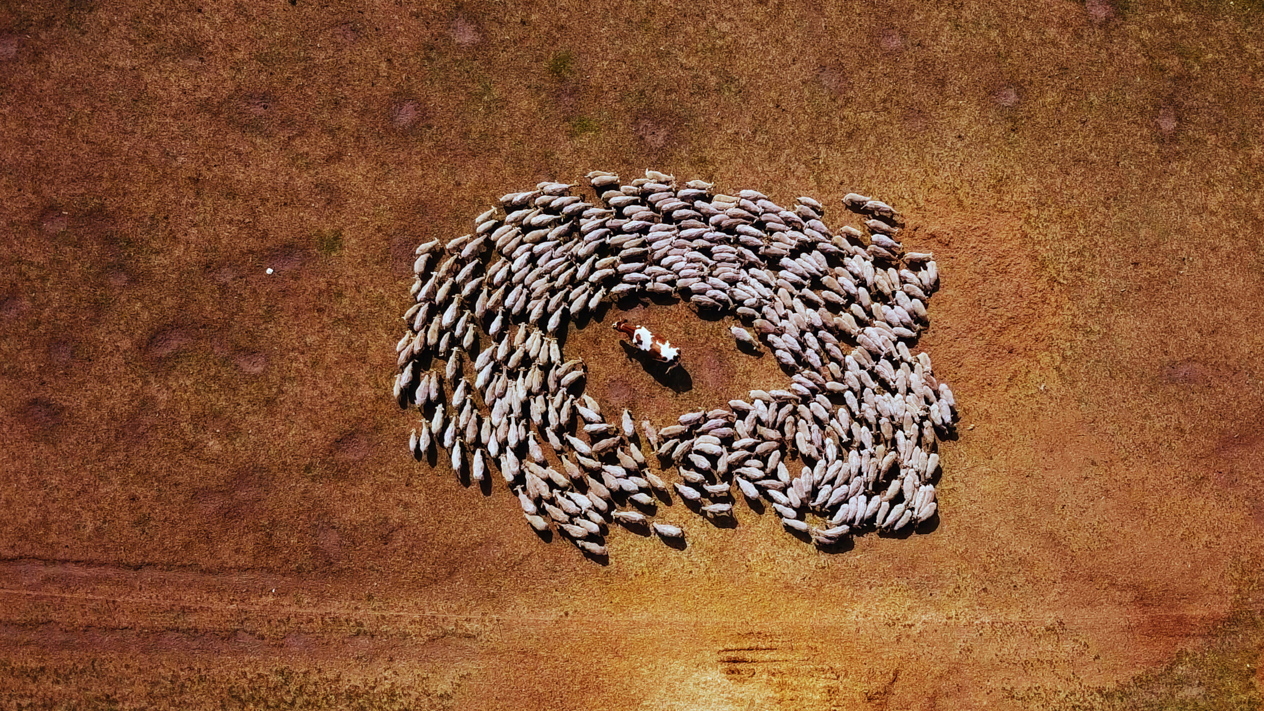 Sheep Hero – Films – Visions du Réel