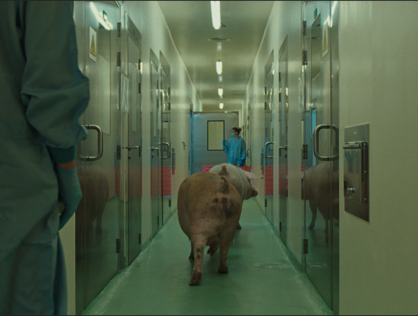 Fauna – Films – Visions du Réel