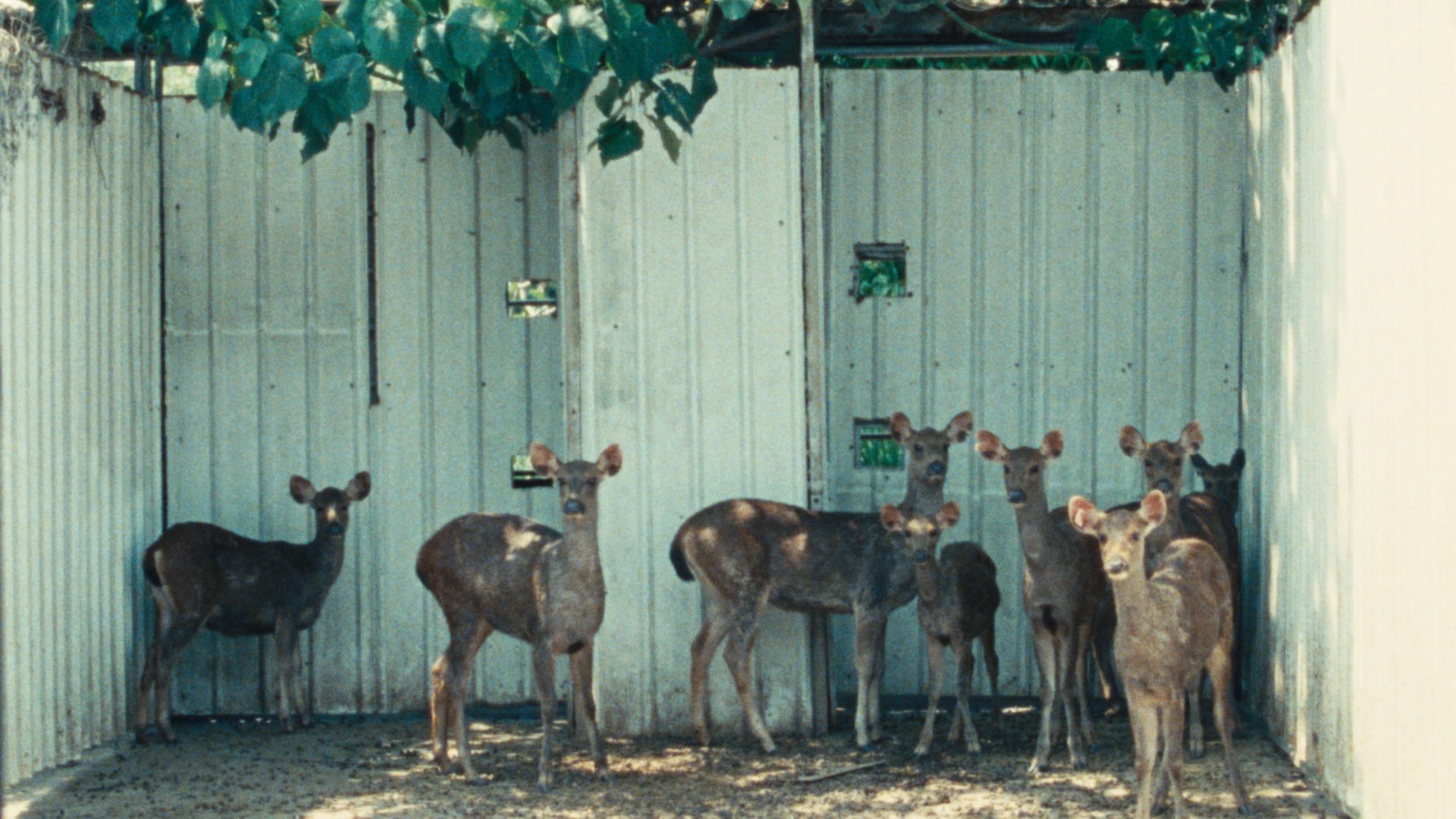 The Stag – Visions du Réel