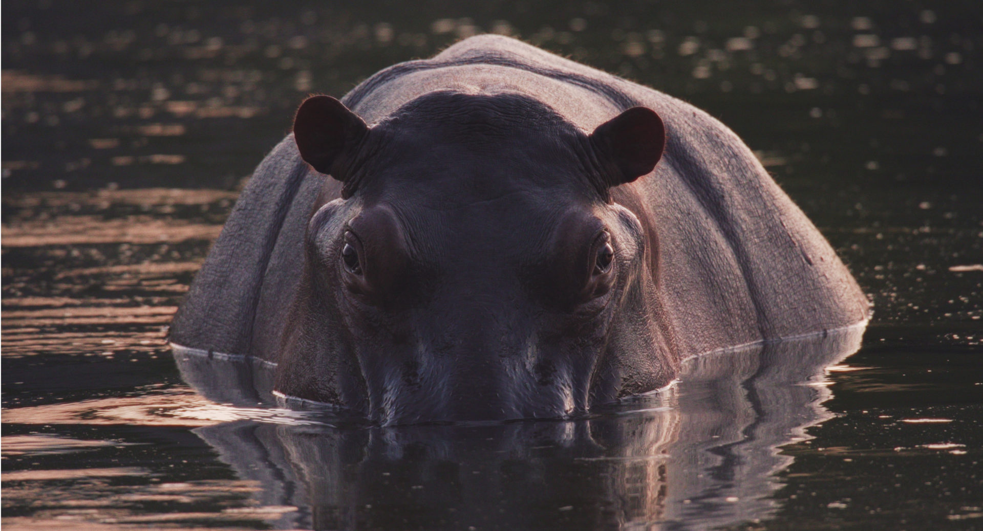 About Happy Hippos and Sad Peacocks – Films – Visions du Réel